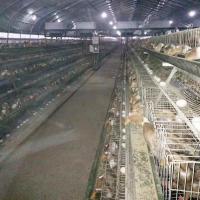 China A Type Duck Farm Cages Poultry Cage Egg Duck Layer Cage Price for sale