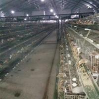 China A Frame Chicken Layer Duck Breeding Farming Cage For Poultry Farm for sale