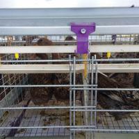 China Durable Automatic Duck Cage Factory Commercial Duck Cage For Eggs for sale