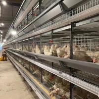 China Fully Automatic Battery H Type Layer Chicken Cage For Laying Chicken Farms for sale