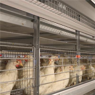 China Hot Dip Galvanized Layer Chicken Cage Automatic 256 Birds / Set for sale