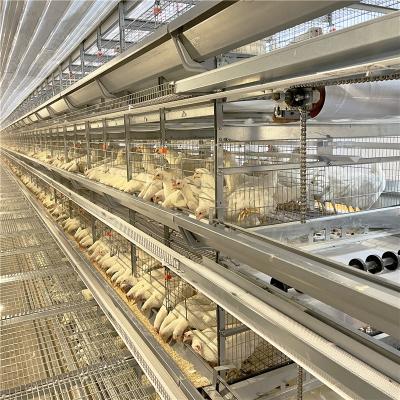 China Poultry Farming galvanized Egg Layer Chicken Cage For 5000 Birds for sale
