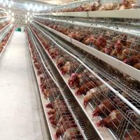 China 4tiers 128/160birds layer chicken battery poultry cage Commercial chicken poultry cage for sale