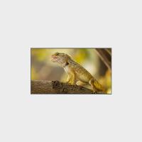 China 2000nits High Brightness 3840*2160 98-inch LCD Display for Optimal Performance for sale