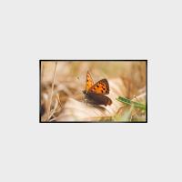 China 43 Inch LCD Panel 2000nits 1920*1080 LCMA-RX0430GL13-Z200 for sale