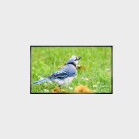 China 43-inch High Brightness LCD Screen LCMA-RX0430GB07-Z250 with 1920*1080 Resolution and Brightness of 2500nits for sale