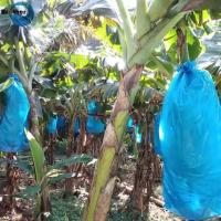 China Hot Sale Agricultural Biodegradable HDPE Material Blue Perforated Polyethylene Banana Protection Bag for sale