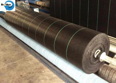 China Growing Cucumbers with Spunbond Agriculture Non Woven Cover, Seedling Tomato Weed Control Fabric for sale