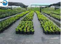 China Growing Cucumbers with Spunbond Agriculture Non Woven Cover, Seedling Tomato Weed Control Fabric for sale