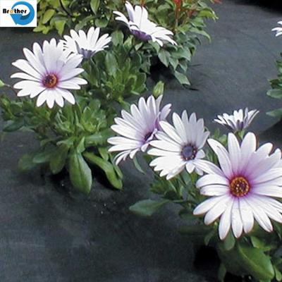 China Agricultural Plastic PP Woven Ground Cover Plastic Weed Control Mat Landscape Fabric for Sale for sale