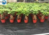 China Garden Use Woven Weed Mat Plant Nursery Ground Cover Weed Control Mat PP Landscaping Fabric for sale