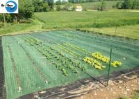 China Black/Green PP Ground Cover/ Black Weed Control Mat/Landscape Fabric for sale