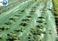 China Black/Green PP Ground Cover/ Black Weed Control Mat/Landscape Fabric for sale