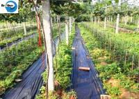 China New PP Woven Weed Barrier Control Mat Ground Black Cover Fabric in Strawberry Garden for sale