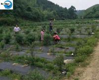 China 100GSM Geotextile Weed Control Ground Cover Fabric PP Woven Fabric for sale