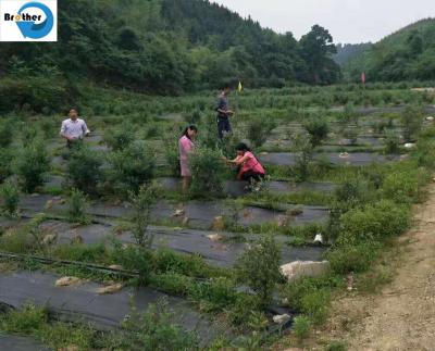 China 5 Ounce Weed Barrier Control Fabric Ground Cover Membrane Professional Woven and Non-Woven Landscape for sale