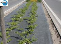 China Agricultural Ground Cover Supplier Commercial Landscape Fabric Anti Weed Matting for sale