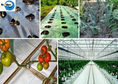 China Agricultural Use PP Plastic Fabric Anti Grass Ground Cover Weed Control Mat Weed Barrier Mat for sale
