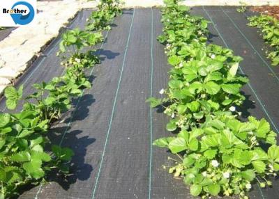 China Wholesale OEM Black PP Woven Weed Barrier Ground Cover Fabric for Blueberry for sale
