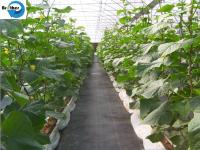 China Wholesale OEM Black PP Woven Weed Barrier Ground Cover Fabric for Blueberry for sale