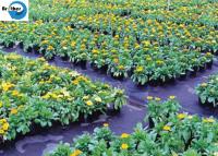 China Heavy Duty Weed Control Fabric Membrane Garden Ground Cover Mat Landscape Sheet for sale