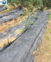 China Agricultural Black Plastic Weed Mat Control Fabric Ground Cover Weed Control Fabric for sale