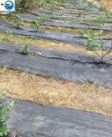 China Wholesale Amazon Weed Barrier Weed Control Ground Cover Membrane Landscape Fabric for sale