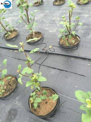 China High Quality PP Woven Ground Cover /Weedmat /Weed Control Fabric /Silt Fence Fabric with UV for sale