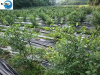China Agricultural Black Plastic Weed Mat Control Fabric Ground Cover Weed Control Fabric for sale