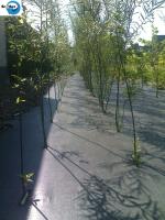China Woven Anti Mat Weed Control Landscape Fabric Ground Cover Plastic Mulch Film for sale