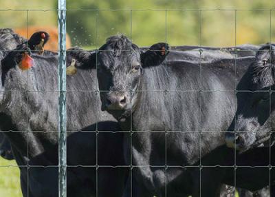 China Field Fence for Cattle & Livestock - 150mm Spacing with 2mm Inner Diameter - Multiple Specifications Available for sale