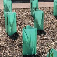 China 1.5mm PP Corflute Tree Guard Green Plastic Tree Trunk Protectors for sale