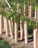 China 1.5mm PP Corflute Tree Guard Green Plastic Tree Trunk Protectors for sale