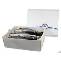 China Corrugated PP Plastic Seafood Box 5kg 10kg Custom Waterproof Frozen Meat Packaging for sale