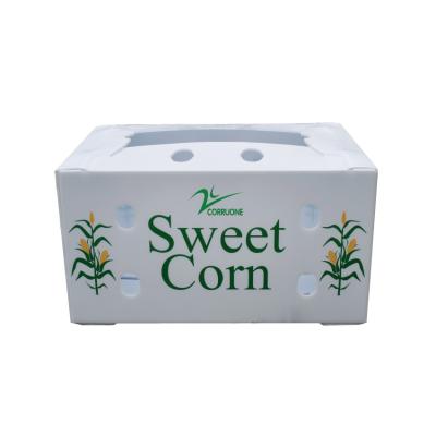 China Corflute Recycled Polypropylene Fruit and Vegetable Packaging Box 600x400mm for sale