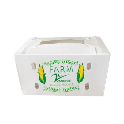 China Correx Vegetable Corrugated Boxes Agriculture Hollow Board Box for sale