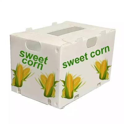 China Corruone PP Corrugated Plastic Folding Box 600x400x300mm Reusable Fruit Vegetable Container for sale