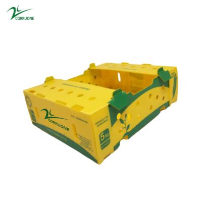 China PP Corrugated Plastic Box 500x270x270mm 3.5mm Thickness for Okra Fruit Vegetable Corflute Correx for sale