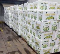 China OEM Broccoli Fruit Corrugated Boxes Corrugated Plastic Delivery Box for sale