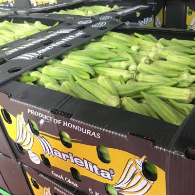 China PP Corrugated Plastic Box for Vegetable and Fruit Agriculture Packing box for sale