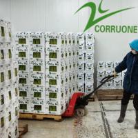 China High-Performance Fruit Corrugated Boxes for Optimal Agriculture Industry Packaging for sale