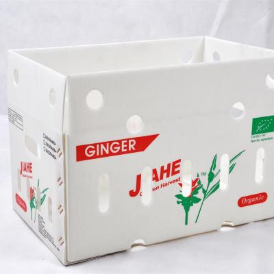 China Corrugated Plastic Boxes 4mm Flat Surface UV Coating Reusable Correx Sheets for Fruit Packaging for sale