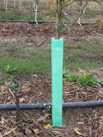 China Corruone China Hot Sale Waterproof PP Corrugated Plastic Tree Guards for sale