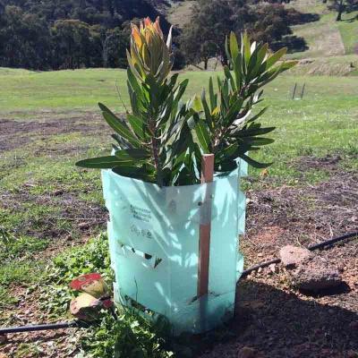 China PP Corrugated Plastic Tree Guard 2-12mm UV Resistant Tree Trunk Protector for Horticulture for sale