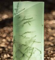 China Corruone PP Corrugated Plastic Tree Guard Protector 4mm Thickness 2440x1220mm for sale