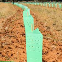 China Corruone PP Corrugated Plastic Tree Guard Protector 4mm Thickness 2440x1220mm for sale