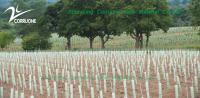 China UV Resistant PP Corrugated Plastic Tree Guard 2mm 2440x1220mm Custom Size for sale