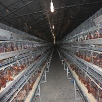 China 120 Birds / Set Galvanized Wire Mesh Battery Chicken Cage New Type for sale