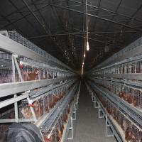 China Full Automatic Battery Chicken Cage A Type Galvanized Silver Color for sale