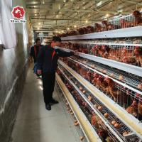 China Hot Dipped Galvanized 128 birds Chicken Egg Layer Cages A Type for sale